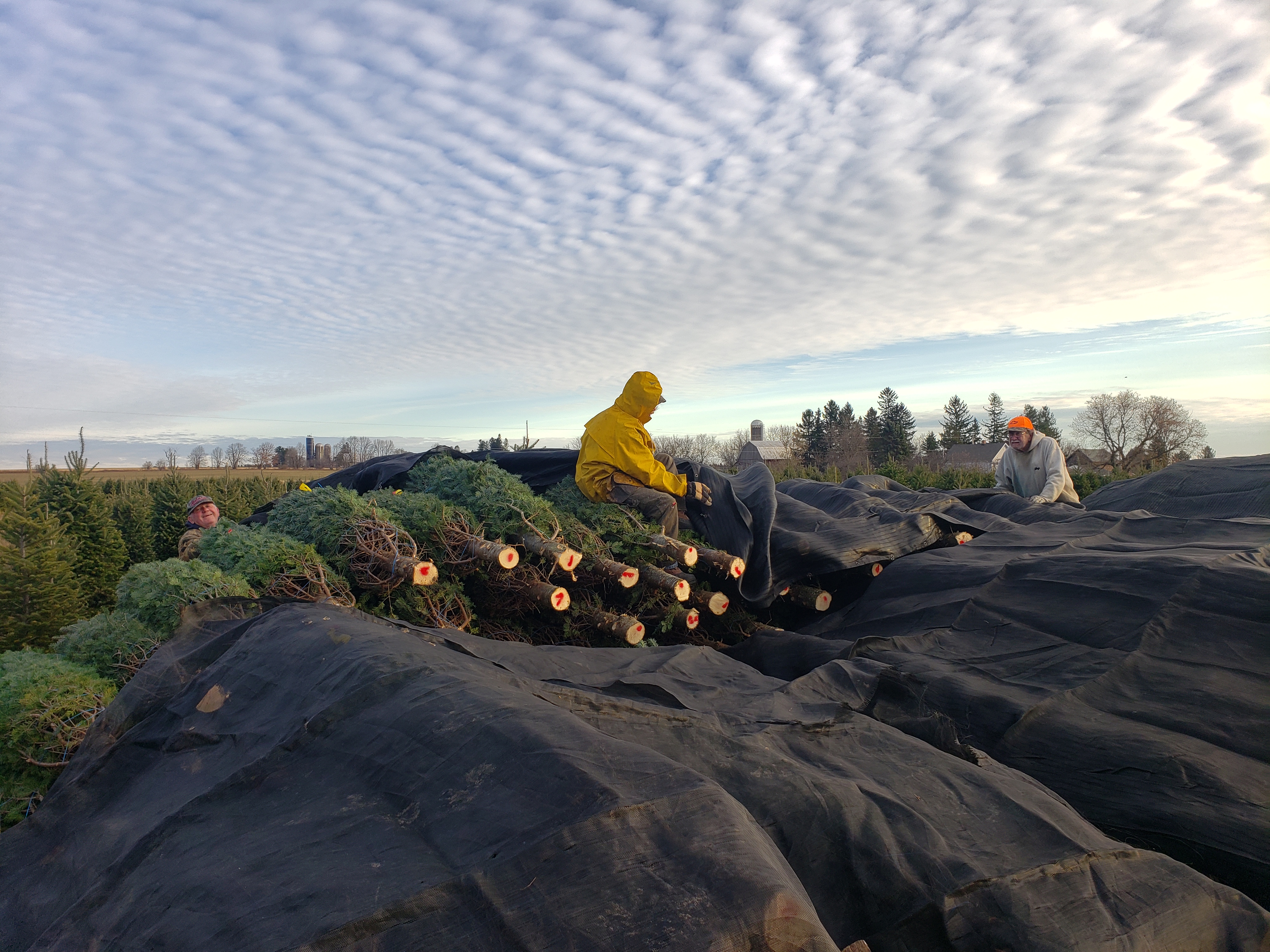 | High Ground Tree Farm