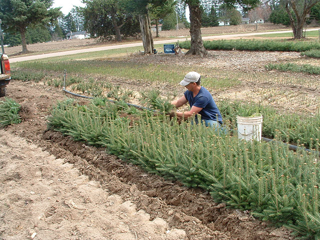 Christmas Tree Nursery | High Ground Tree Farm